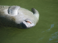 Manatee Protection
