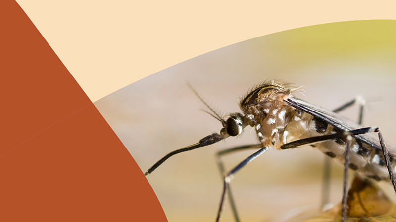 Participate in National Mosquito Control Awareness Week June 18-24
