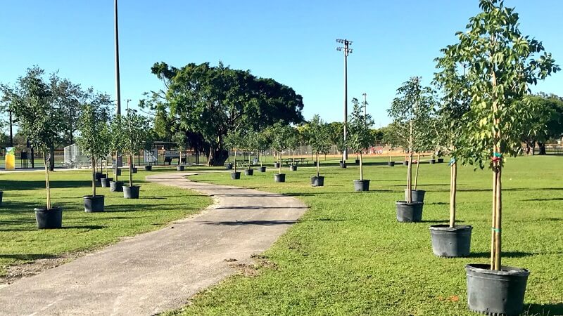 Miami-Dade Trees