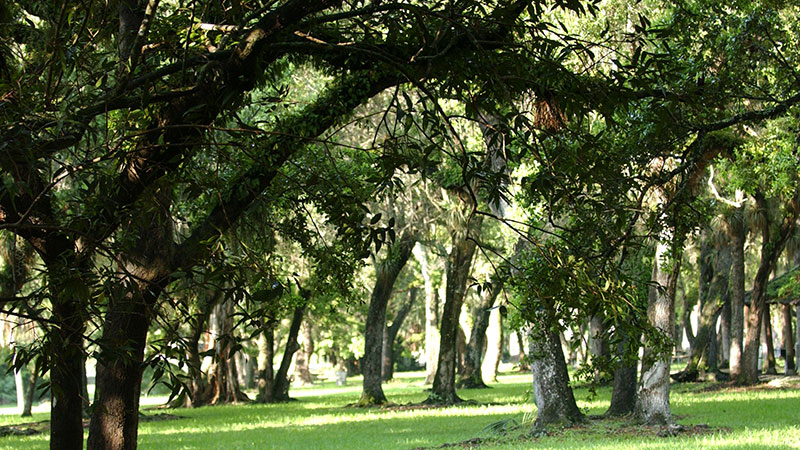 Miami-Dade Parks collaboration will increase tree canopy